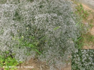 Muilinė guboja - Gypsophila paniculata - FLORES